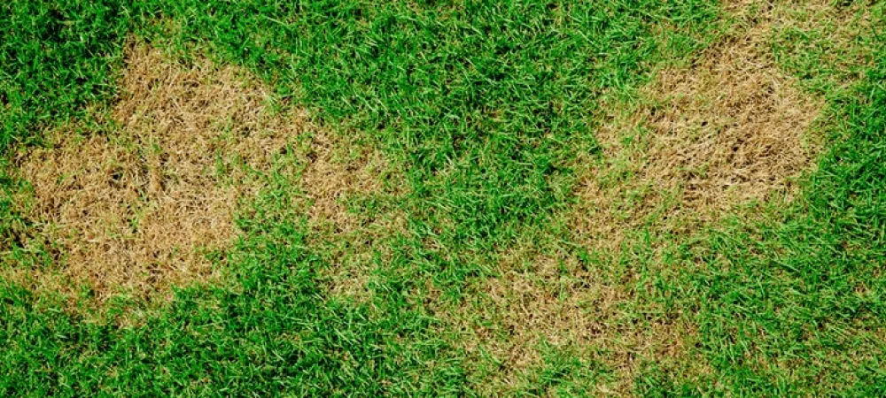 The 10 Most Common Lawn Disease In The Southeast | Picture Identification