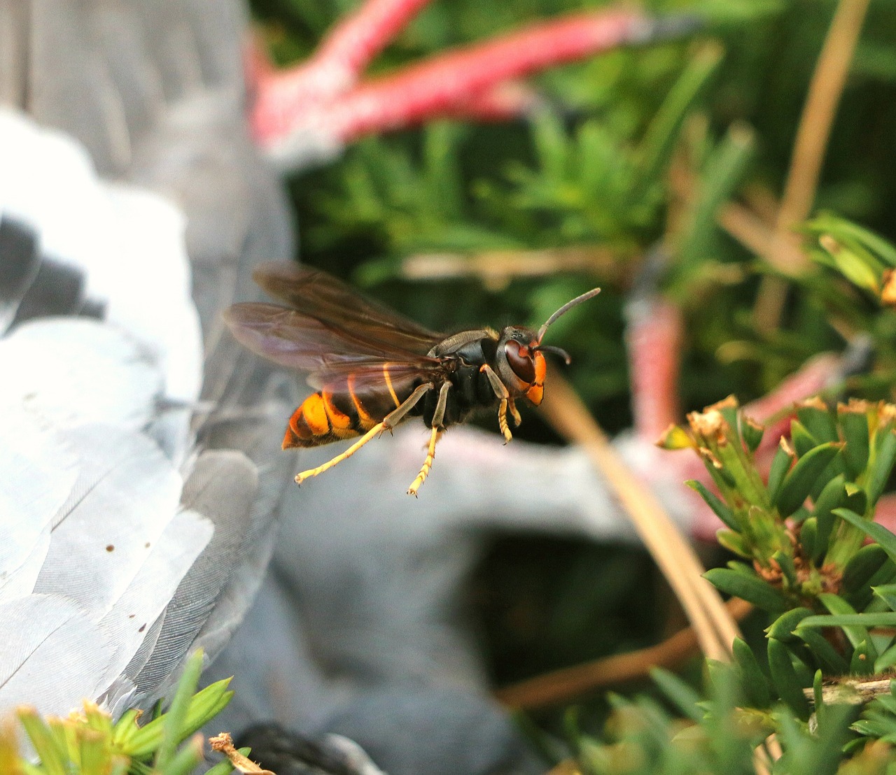 What You Need To Know About Yellow-Legged Hornets | Asian Hornet | ULC